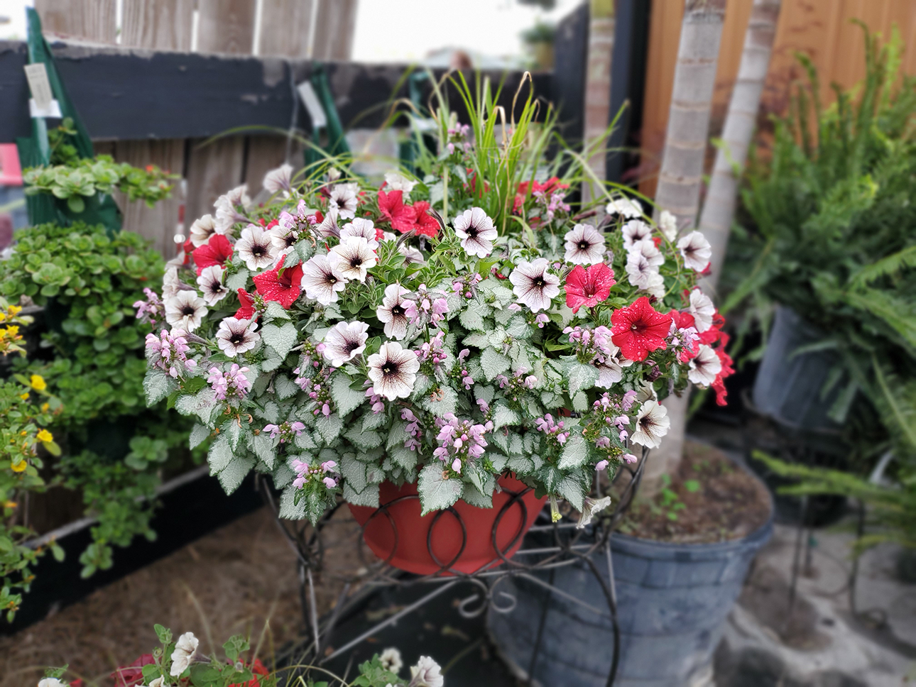 Summer Container Refresh at The Country Barn! - The Country Barn