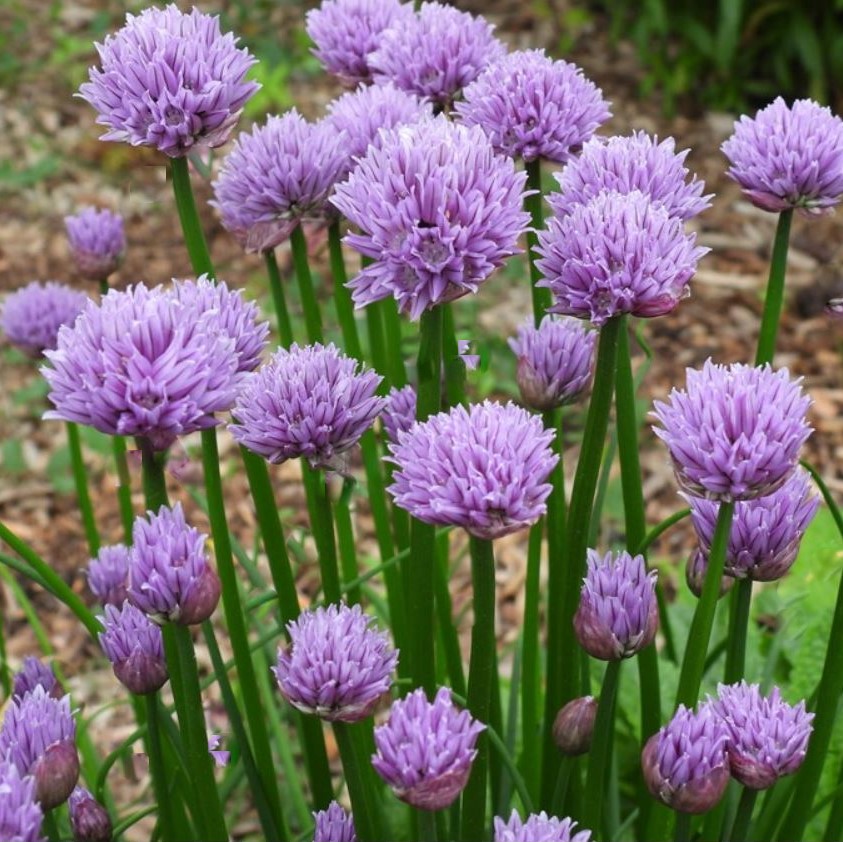 Chivette Chives (ALLIUM CHIVETTE) - The Country Barn