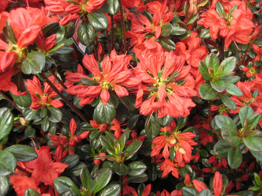 Stewartstonian Azalea (AZALEA STEWARTSTONIAN) - The Country Barn