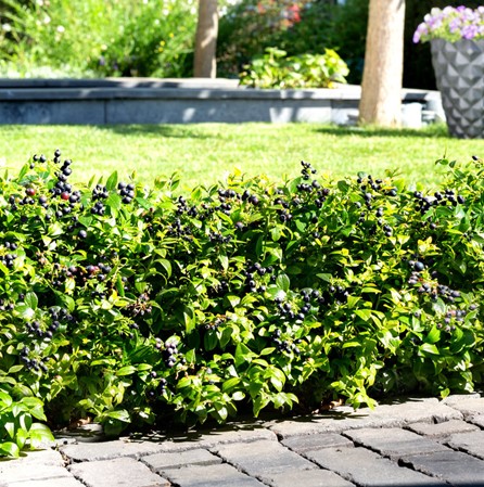 BerryBux® Blueberry (VACCINIUM BERRYBUX) - The Country Barn