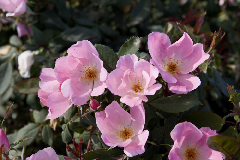 Blushing Knock Out® Rose (ROSE K.O. BLUSHING KNOCKOUT) - The Country Barn