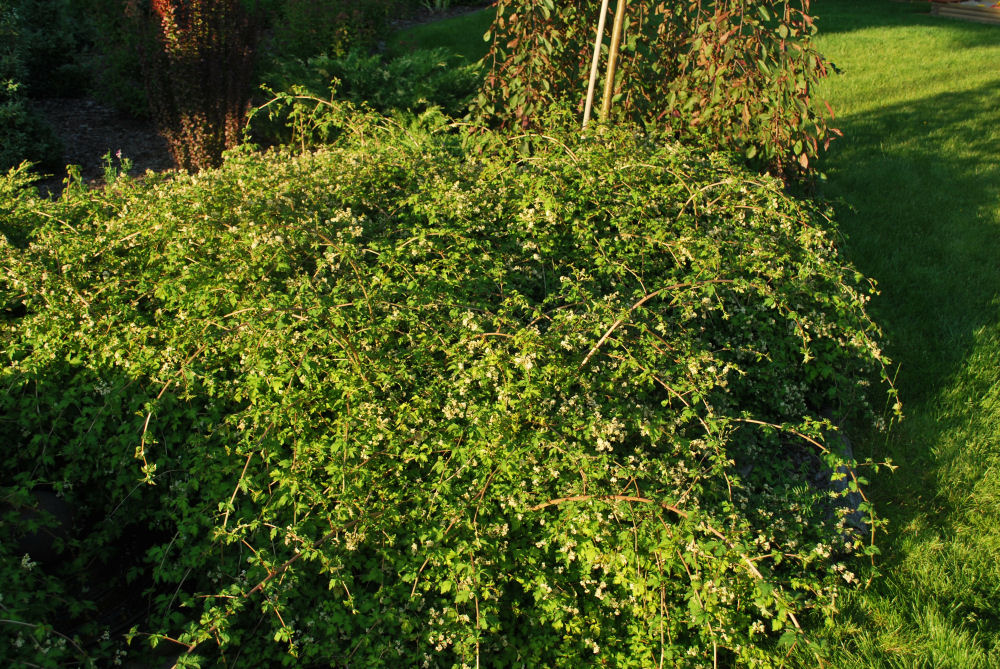 Crispa Cutleaf Stephanandra (STEPHANANDRA INCISA CRISPA) - The Country Barn