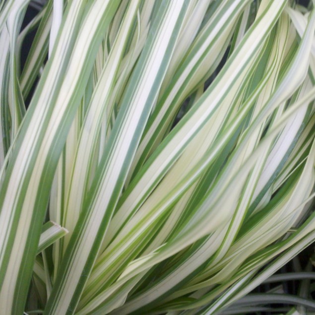 GRASS - CAL. 'LIGHTNING STRIKE' G3 PTW - The Country Barn