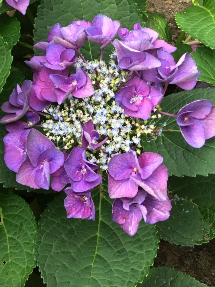 Grape Explosion Hydrangea (HYDRANGEA M. GRAPE EXPLOSION) - The Country Barn