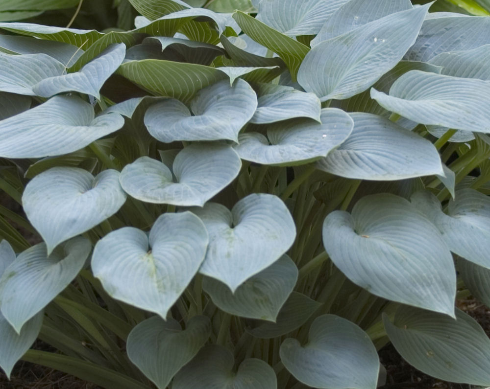 Halcyon Plantain Lily (HOSTA HALCYON) - The Country Barn