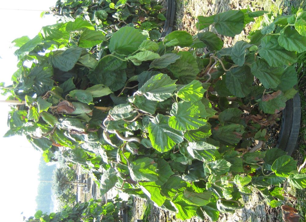 Harry Lauder's Walking Stick/Contorted Filbert (CORYLUS AV. CONTORTA ...