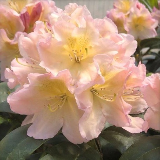 Holden’s™ Peach Rhododendron (RHODO. HOLDENS™ PEACH) - The Country Barn
