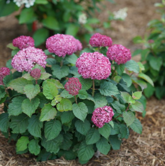Invincibelle® Spirit II Smooth hydrangea (HYDRANGEA A. INVINCBLE ...