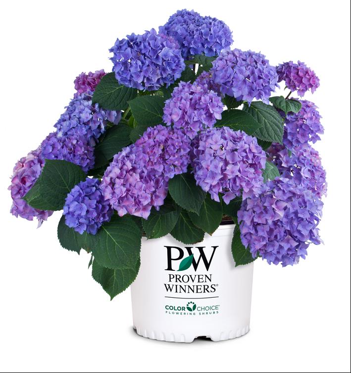 Let's Dance® Rhythmic Blue® Reblooming Hydrangea (HYDRANGEA M. LETS ...