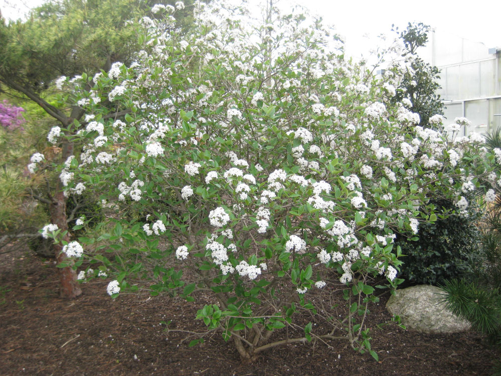 Mohawk Viburnum (VIBURNUM X BURK. MOHAWK) - The Country Barn
