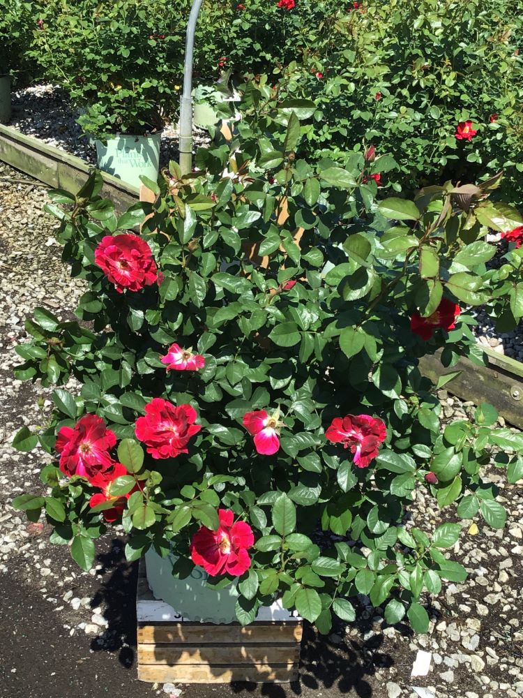 ROSE 'RED STREAMER' G3 PTW - The Country Barn