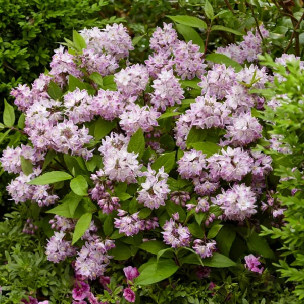 Raspberry Sundae Deutzia (DEUTZIA RASPBERRY SUNDAE) - The Country Barn