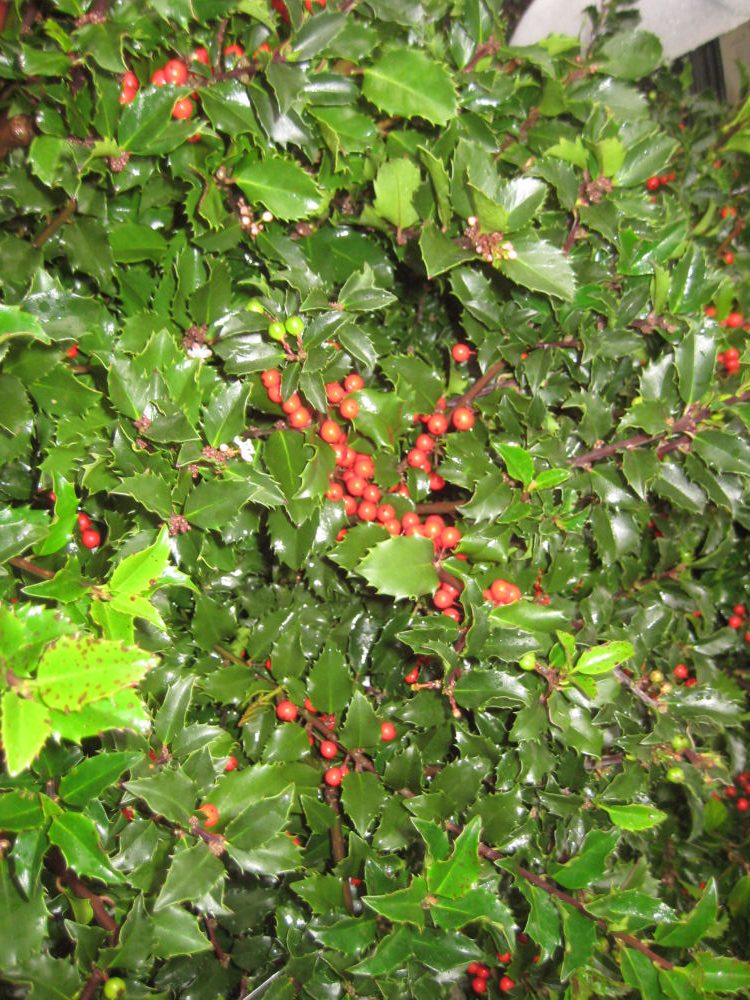 Royal Family (Blue Prince/Blue Princess) Holly (ILEX ROYAL FAMILY ...