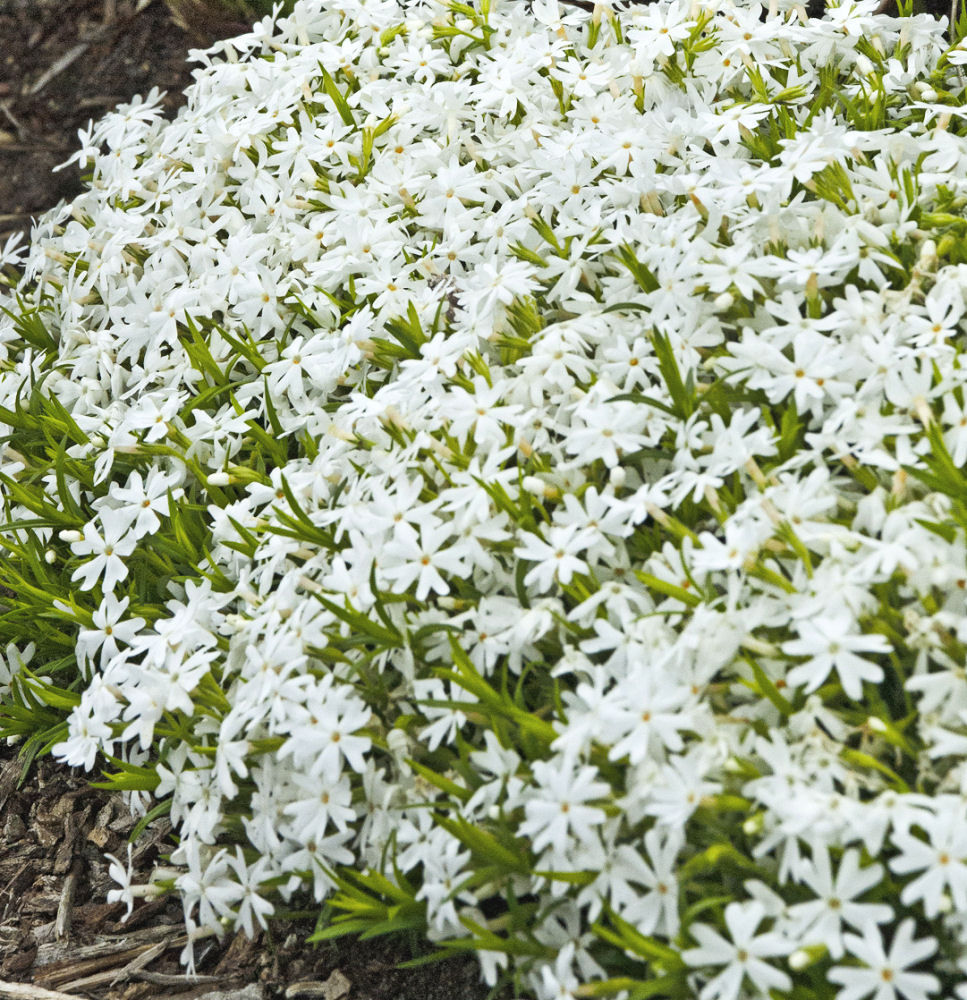 Snowflake Creeping Phlox (PHLOX SUB. SNOWFLAKE) - The Country Barn