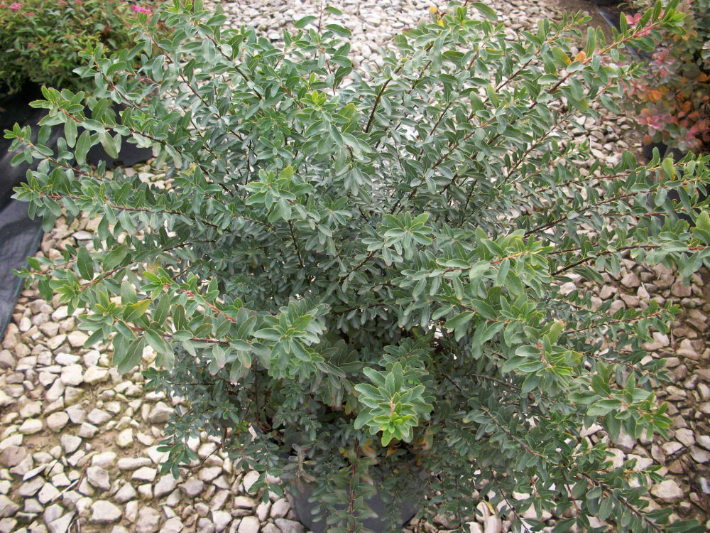 Snowmound Spiraea (SPIRAEA NIPPONICA SNOWMOUND) - The Country Barn