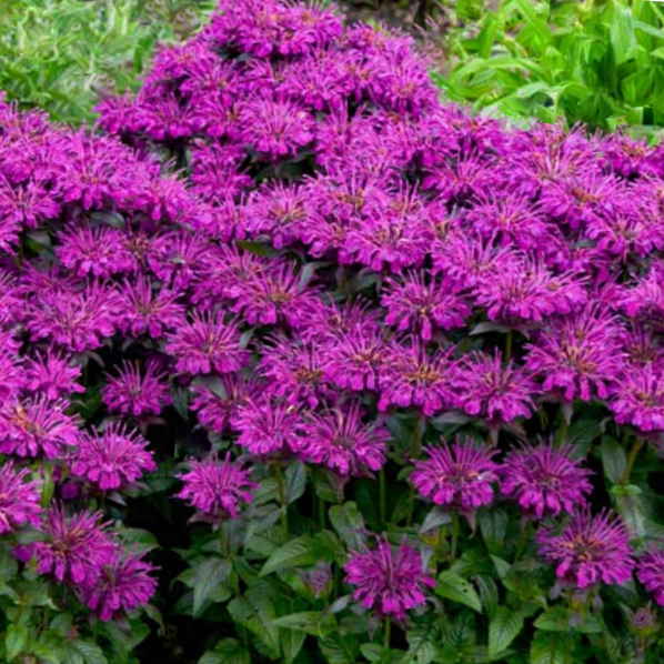 Sugar Buzz® Grape Gumball Bee Balm (MONARDA SUGAR BUZZ GRAPE GUMBALL) - The Country Barn