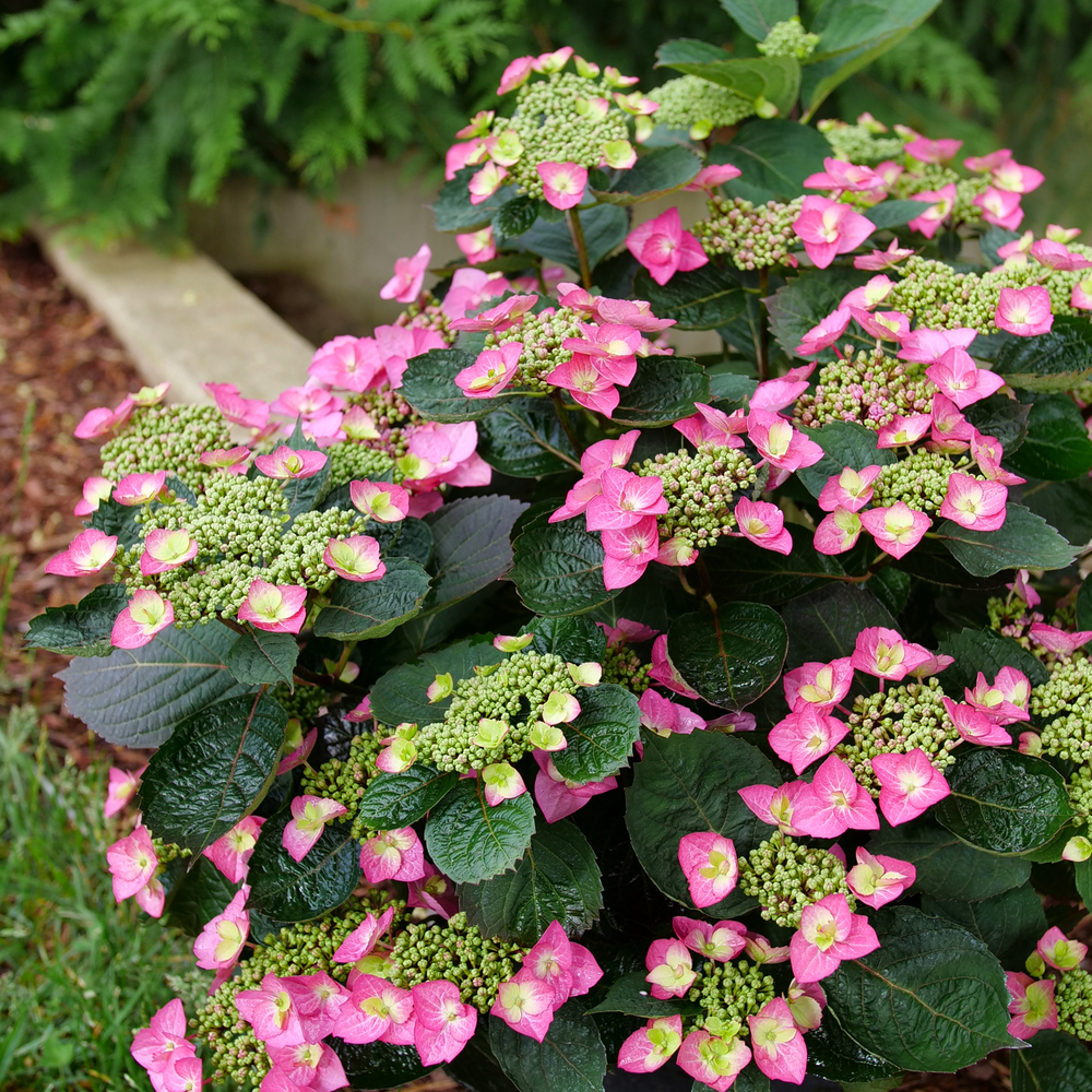 Tuff Stuff Top Fun® Reblooming Mountain Hydrangea (HYDRANGEA S TUFF ...