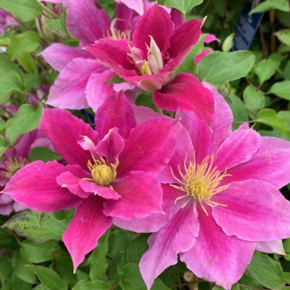 Vicki™ Clematis (CLEMATIS VICKI) - The Country Barn